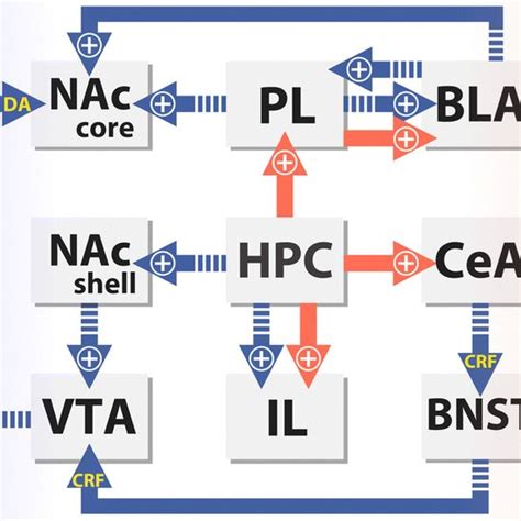 Arrows Indicate Common And Divergent Regions And Neural Pathways That