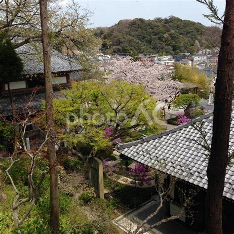 春の鎌倉 No 1743753写真素材なら写真AC無料フリーダウンロードOK