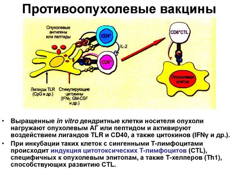 Противоопухолевый иммунитет. Опухолевые антигены. Механизм ...