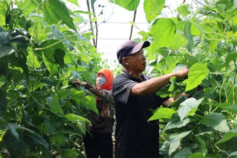 巷道镇：设施农业“蔬”写致富新篇章 高台县人民政府门户网站