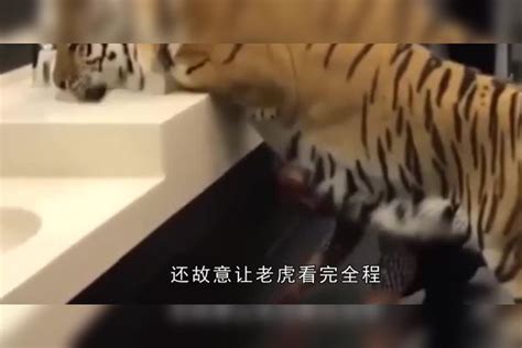动物园为防止老虎逃跑上演了一场“杀鸡儆猴”，老虎都看呆了老虎动物园