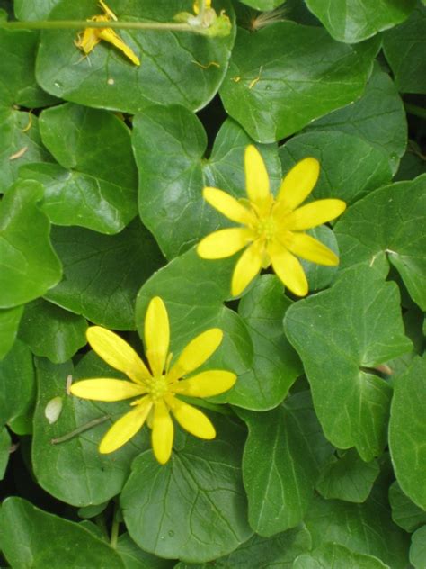 Cm Invasive Plant Atlas