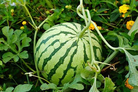Сибирские арбузы сорта арбуза для холодных регионов Арбуз Выращивание арбузов Маленькие огороды