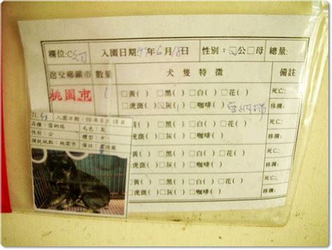 『濫捕換現金？』新屋收容所．0619c區＋幼領區安妮版，黃金獵犬、狼犬、哈士奇、米格魯、瑪爾、西施、比特犬、迷你品、 Flickr