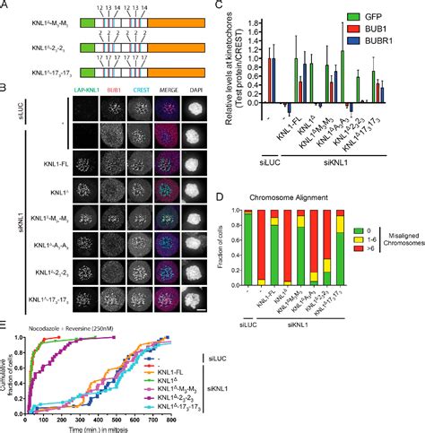 Figure 5 From Arrayed Bub Recruitment Modules In The Kinetochore Scaffold Knl1 Promote Accurate