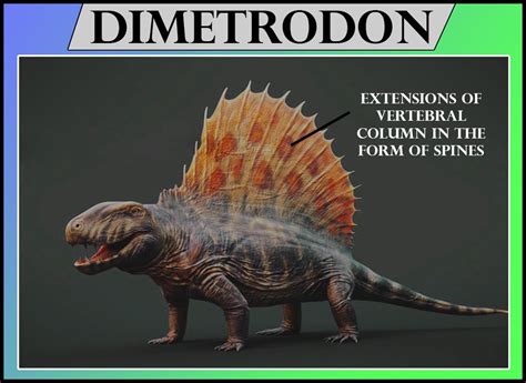 A Primitive Mammal Like Fossil Reptile Of The Carboniferous Period Was
