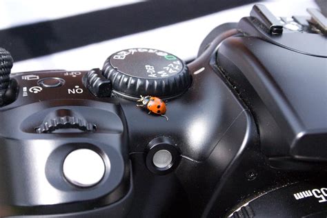 Ladybug Loves The Camera By Froeschli