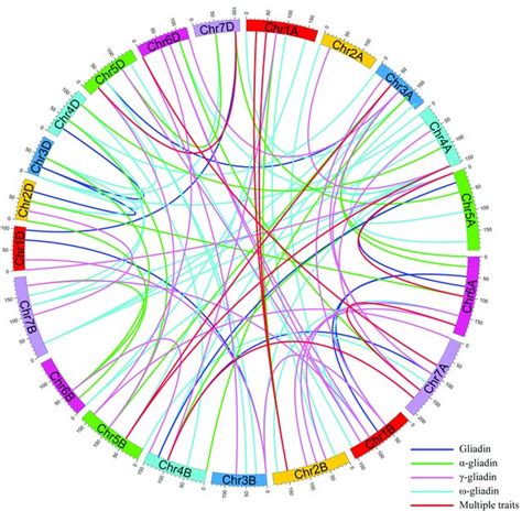 Overview On Common Wheat Quantitative Trait Loci Qtl For Gliadins Download Scientific Diagram