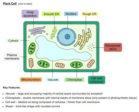 Ib Biology Hl Biology Diagramdrawings I Ib Biology