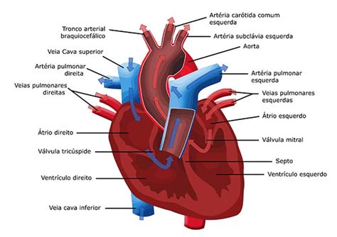 Sistema Cardiovascular Toda Mat Ria 72520 The Best Porn Website