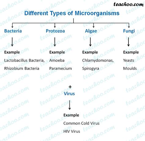 Types Of Microorganisms Chart Reproduction In Bacteria Vegetative