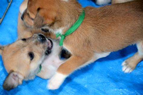 Feira De Adoção De Filhotes De Cães E Gatos Tem Início Na Sexta Feira
