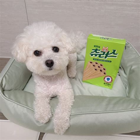애견 간식 추천 치석 제거와 면역력에 좋은 복희네 강아지 덴탈 껌 츄러스 개껌 네이버 블로그