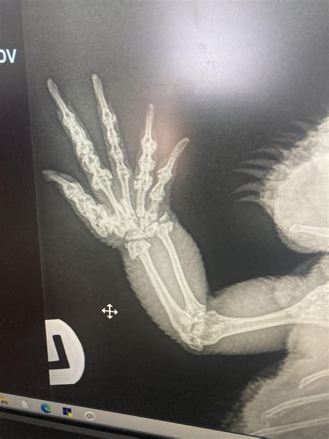 Need Help Identifying Bone Deformity R Beardeddragon