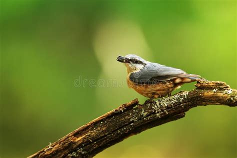 Eurasian Nuthatch Sitta Europaea Holds A Grain In Its Beak Stock Image Image Of Hungary