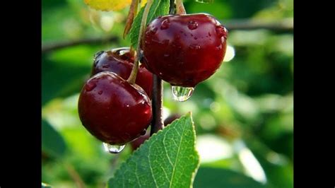 Пересадка вишні восени наскільки виправдана і як її правильно провести Youtube