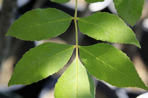 Green Ash Leaf 3 — Ontario Native Plant Nursery