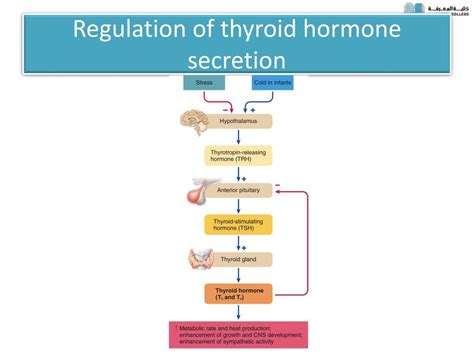 Thyroid Hormone Regulation