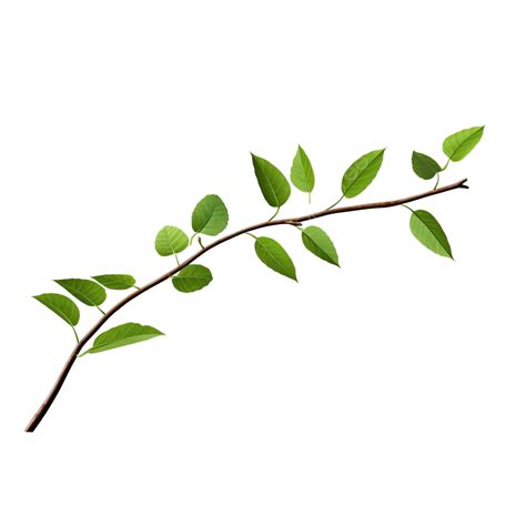 Flat Tree Branch Flat Tree Branch Foliage PNG Transparent Image And