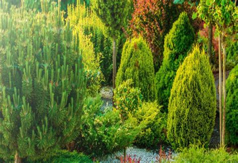 Protecting Your Trees Tips For Preventing And Treating Diseases