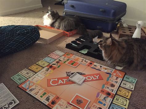Cat Opoly Imgur