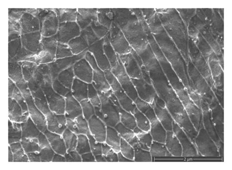 Microstructure A Molten Pool Before Stretching B Molten Pool Download Scientific Diagram