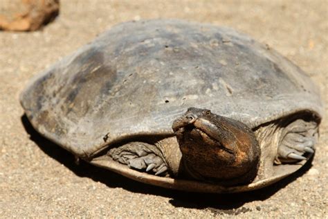 Zambezi Flapshell Turtle Turtles Of The World · Inaturalist