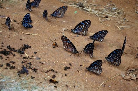 Premium Photo Butterfly Eating Salt Licks On Ground