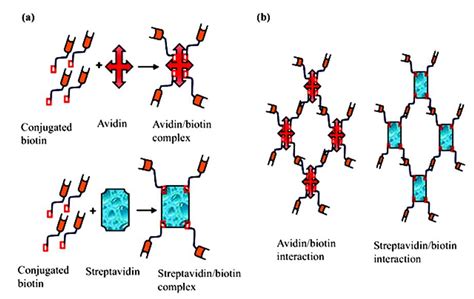 Avidin And Streptavidin Reagents Biotinylation Alfa Chemistry