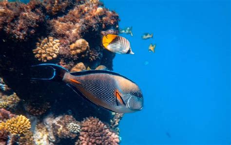Memahami Ciri Ciri Ekosistem Air Laut Pembagian Zona Dan Jenisnya