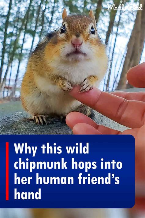 Why This Wild Chipmunk Hops Into Her Human Friends Hand