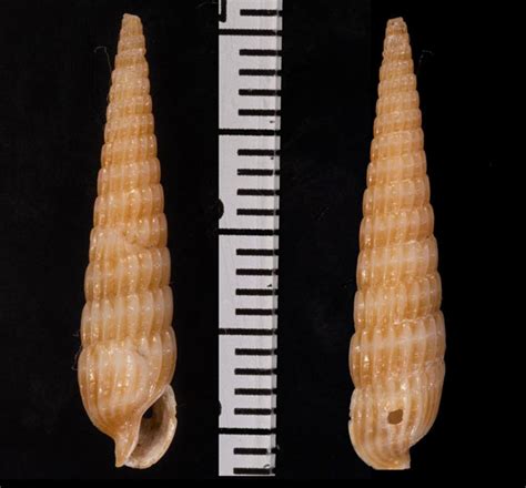 Microshells Myurella sp ホソトクサモドキ