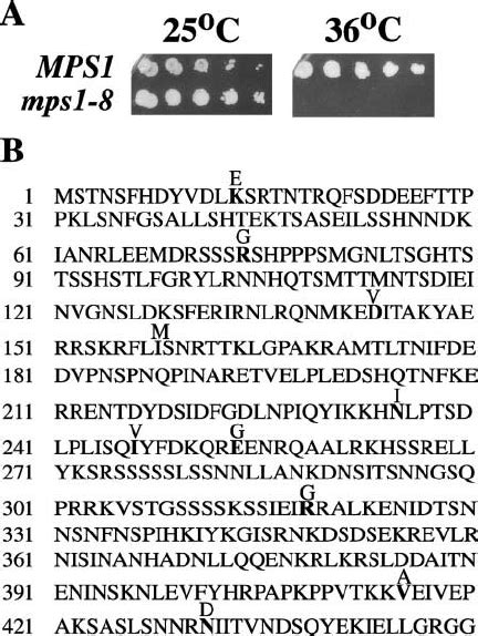 A New MPS Allele Mps Contains Mutations In The Noncatalytic