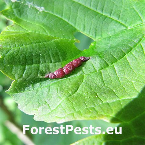 Contarinia Acerplicans Gall Midge Contarinia Acerplicans