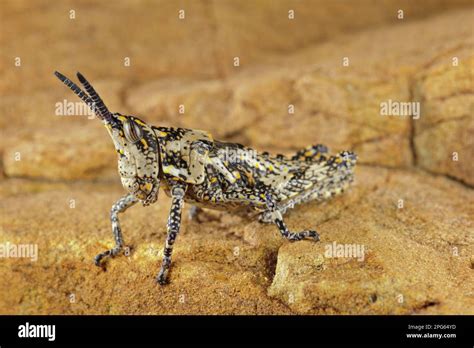 Foam Grasshopper Ochrophlebia Sp Subadult Standing On Rock Karoo