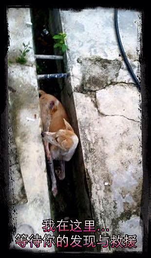 Hope 希望护生园 Scroll Below For English Write Up 【我在这里 •