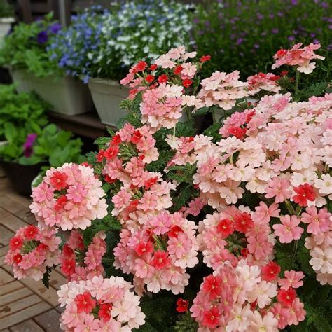 はなさんの投稿 スーパーベナ ピーチメルバ 花のある暮らし Flowers Floral wreath Floral