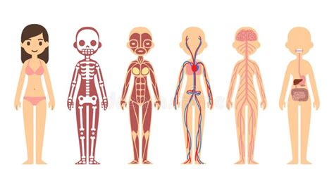 Ilustração Do Vetor Da Anatomia Do Corpo Humano Sistemas Masculinos Do