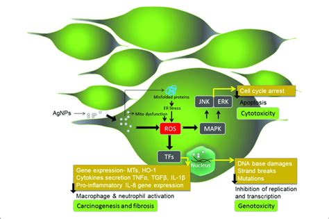 Agnps Exposure To Human Or Mammalian Cells Agnps Induce Cytotoxic