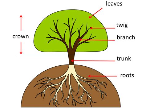 Parts Of A Tree Diagram This Diagram Labels The Main Parts Of A Tree Images And Photos Finder