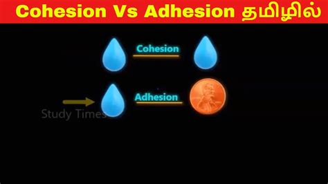 Difference Between Cohesion And Adhesion Definition