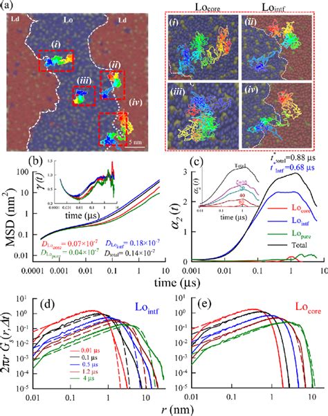 A Snapshots Showing Trajectories Of Lipids In The Lo Core And Lo Intf