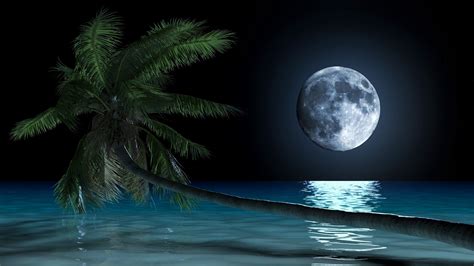 Serene Night Scene Palm Tree Swaying Over Stock Motion Graphics Sbv