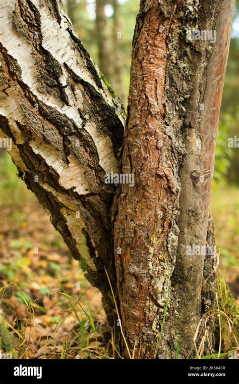 A Vertical Shot Of Crossing Trees With Old Wooden Trunks In A Forest In
