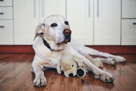 Best Wood Flooring For Dogs In Minnesota Daves Floor Sanding