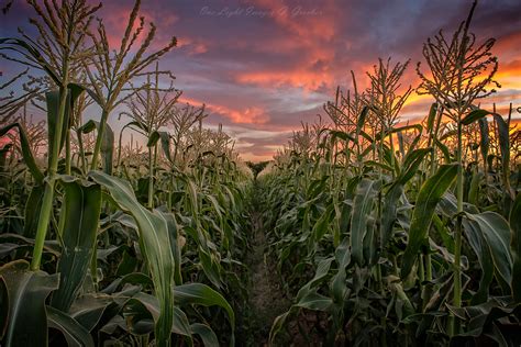The Field Shutterbug