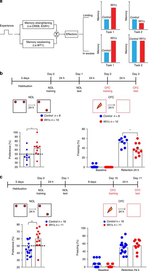 Consequences Of Wt1∆ Mediated Impaired Memory Flexibility A Proposed