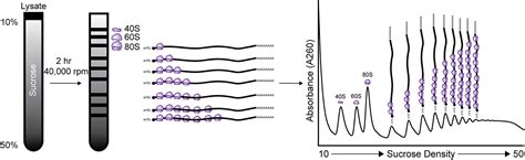 Polysome Profiling Is An Extensible Tool For The Analysis Of Bulk