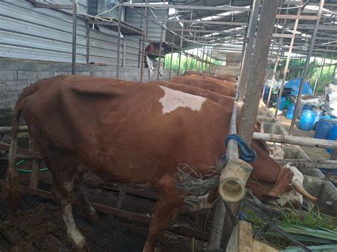 SAPI BETINA SUPER