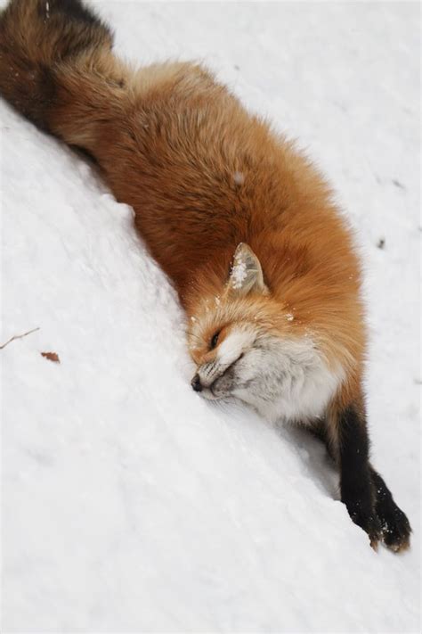 Red Fox Foxes